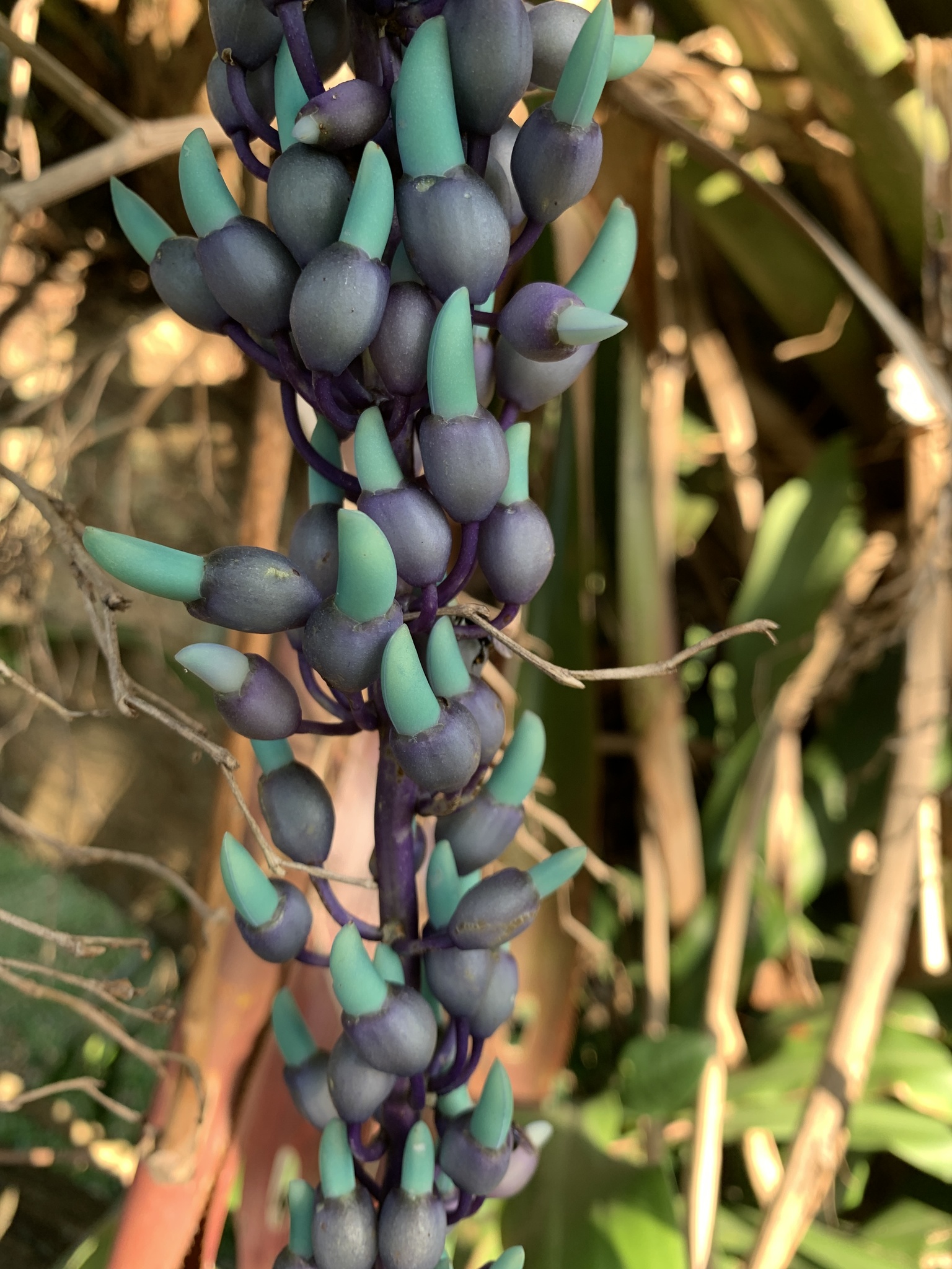 Strongylodon macrobotrys A.Gray