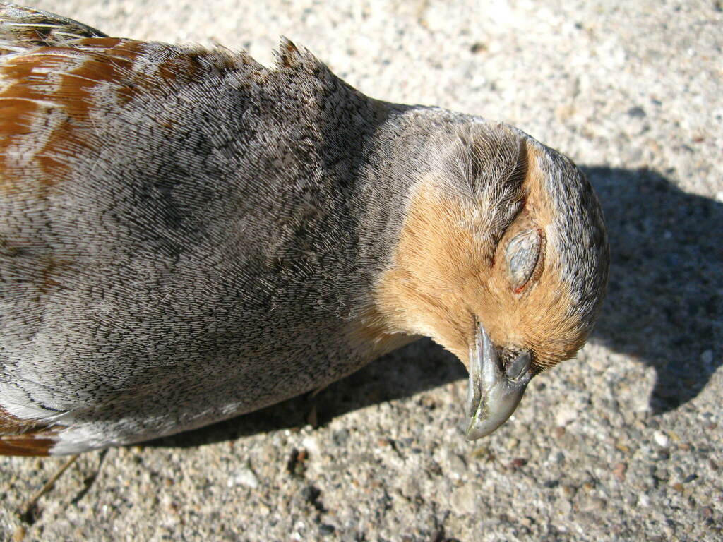 Gray Partridge from Ames, Iowa, USA on April 13, 2023 at 08:00 PM by ...