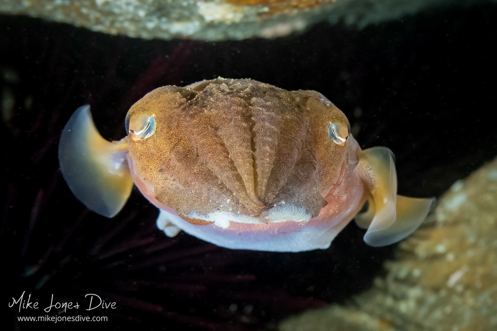 Reaper Cuttlefish from Manly, New South Wales, Australia on April 15 ...