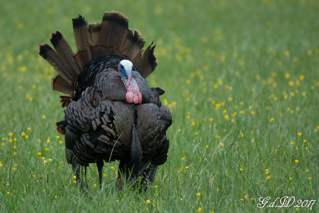 Wild Turkey from Bedford County, TN, USA on April 17, 2017 at 05:23 PM ...