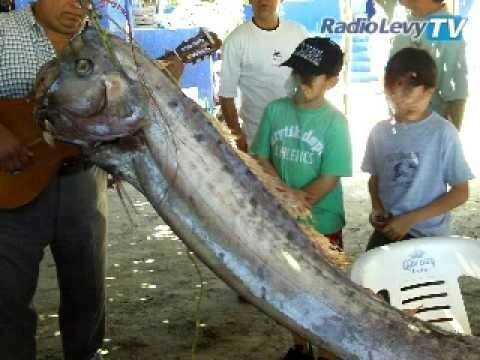 Russell's Oarfish from Marina Puerto Santiago, Manzanillo, Col., México ...