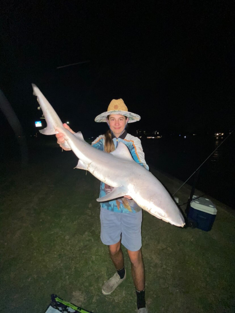 Bull Shark from Brisbane QLD, Australia on November 15, 2022 at 08:46 ...