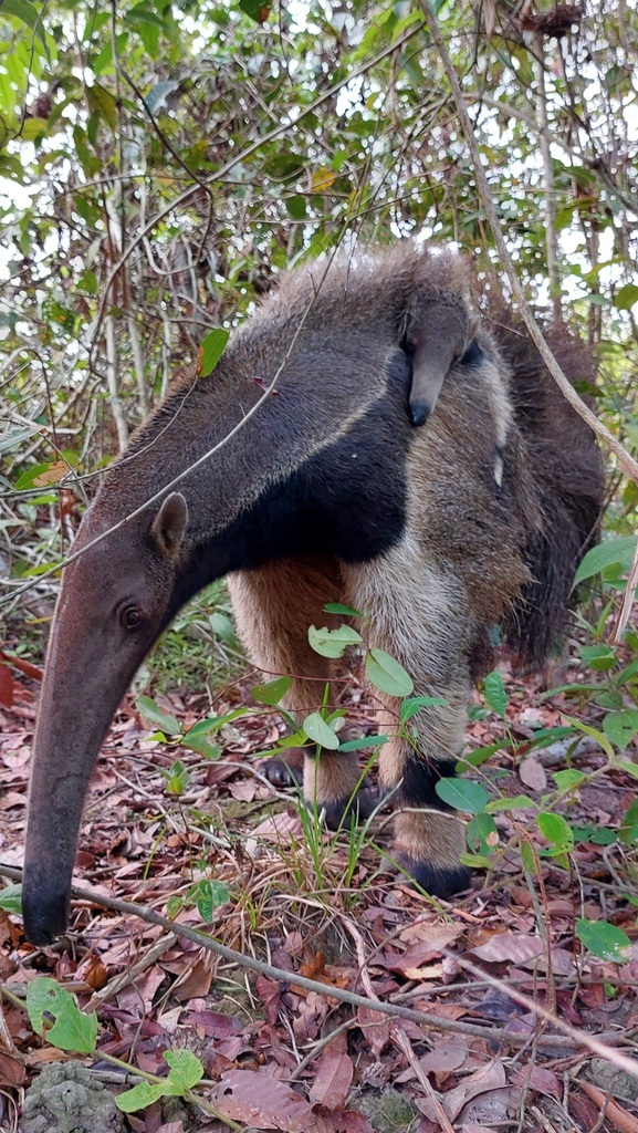Giant Anteater in April 2023 by Wilson Lombana Riaño · iNaturalist