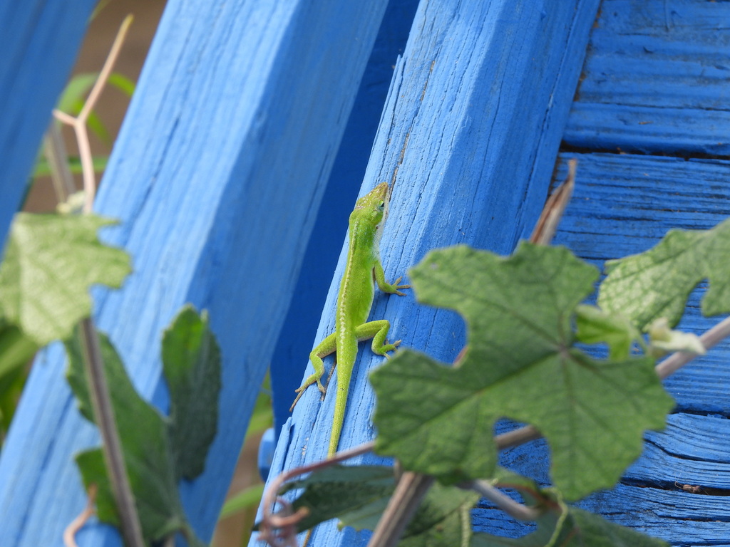 Green Anole from Calallen, Corpus Christi, TX, USA on April 15, 2023 at ...