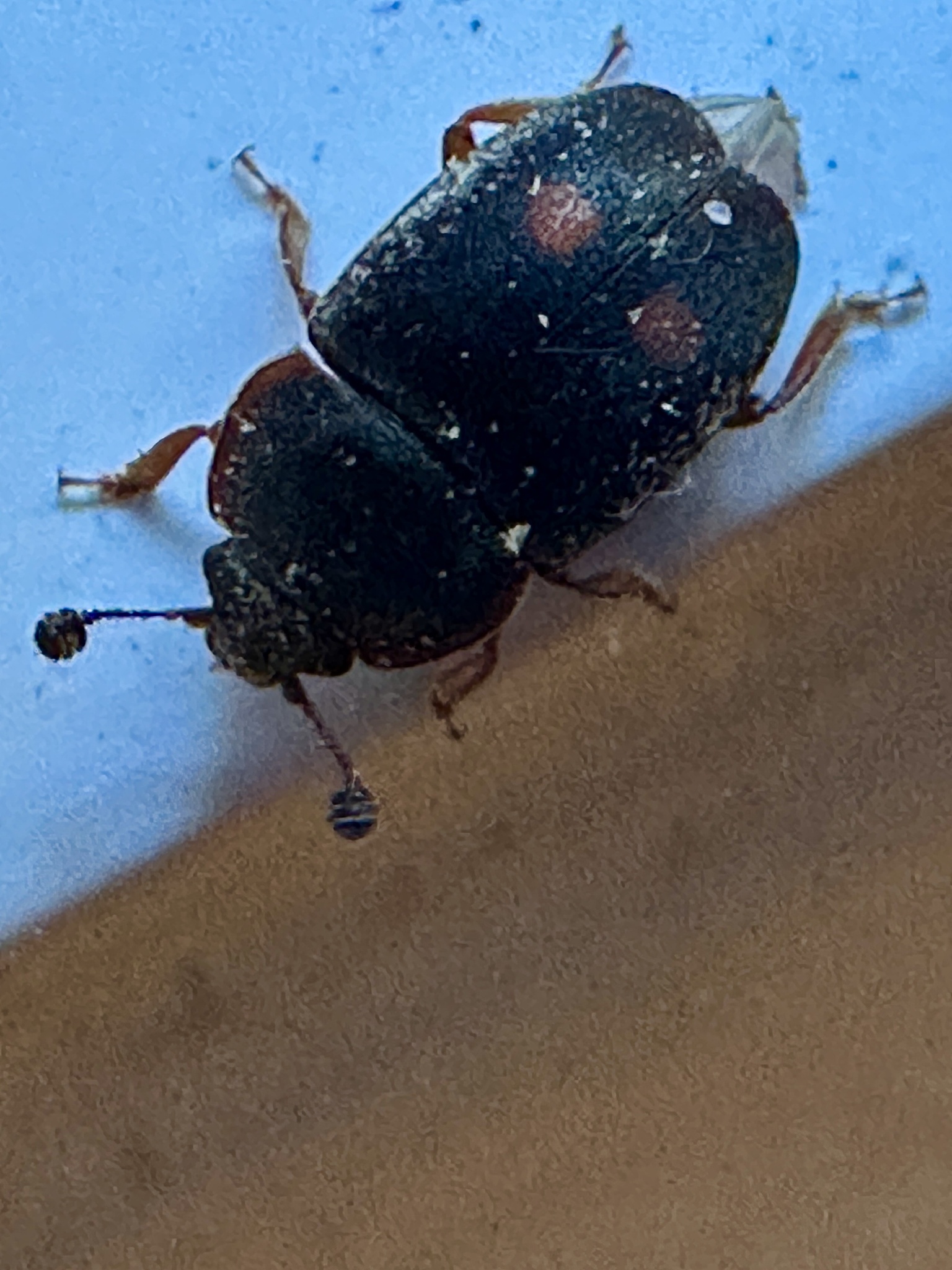 Nitidula bipunctata (Linnaeus, 1758)