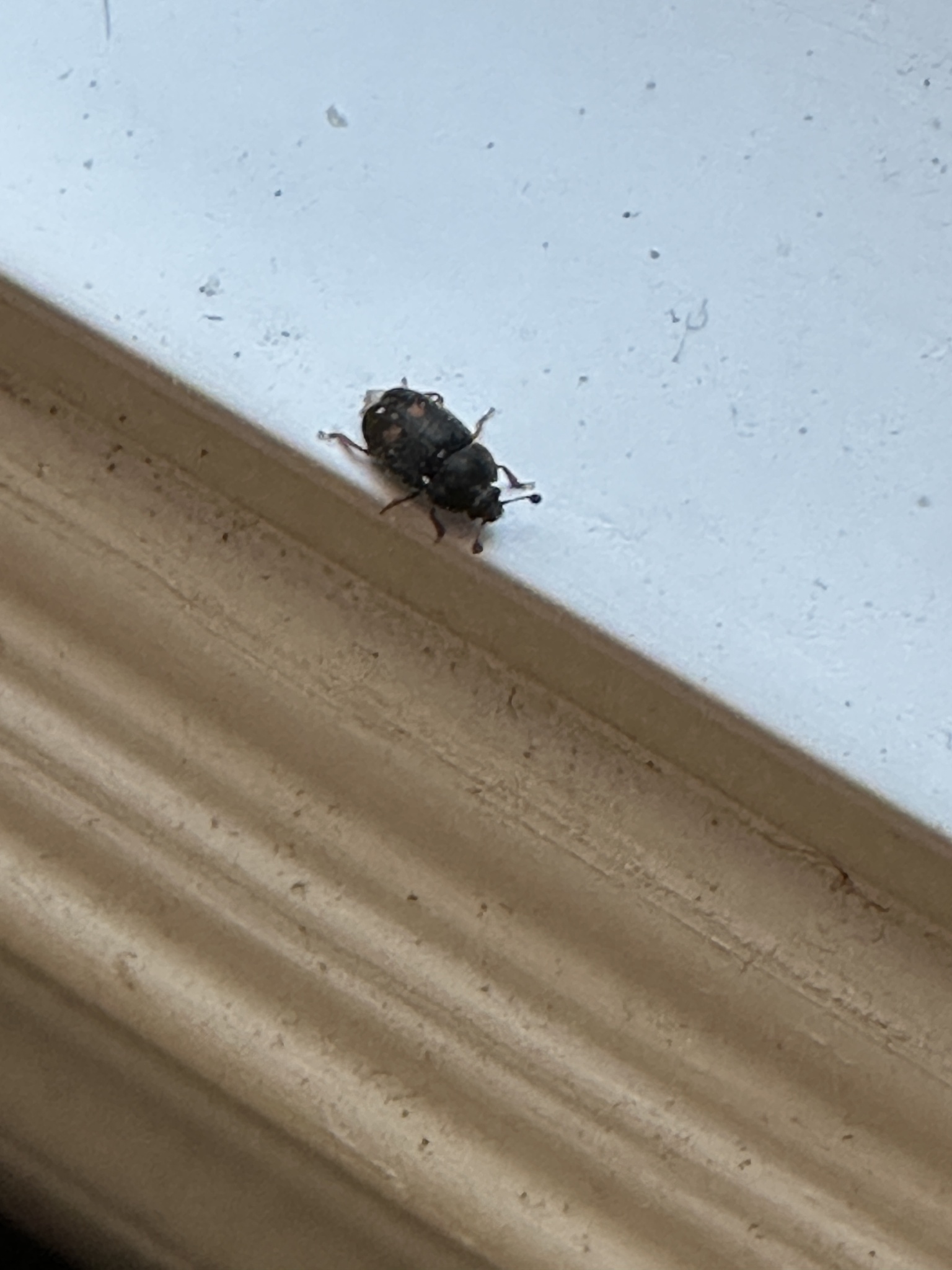 Nitidula bipunctata (Linnaeus, 1758)