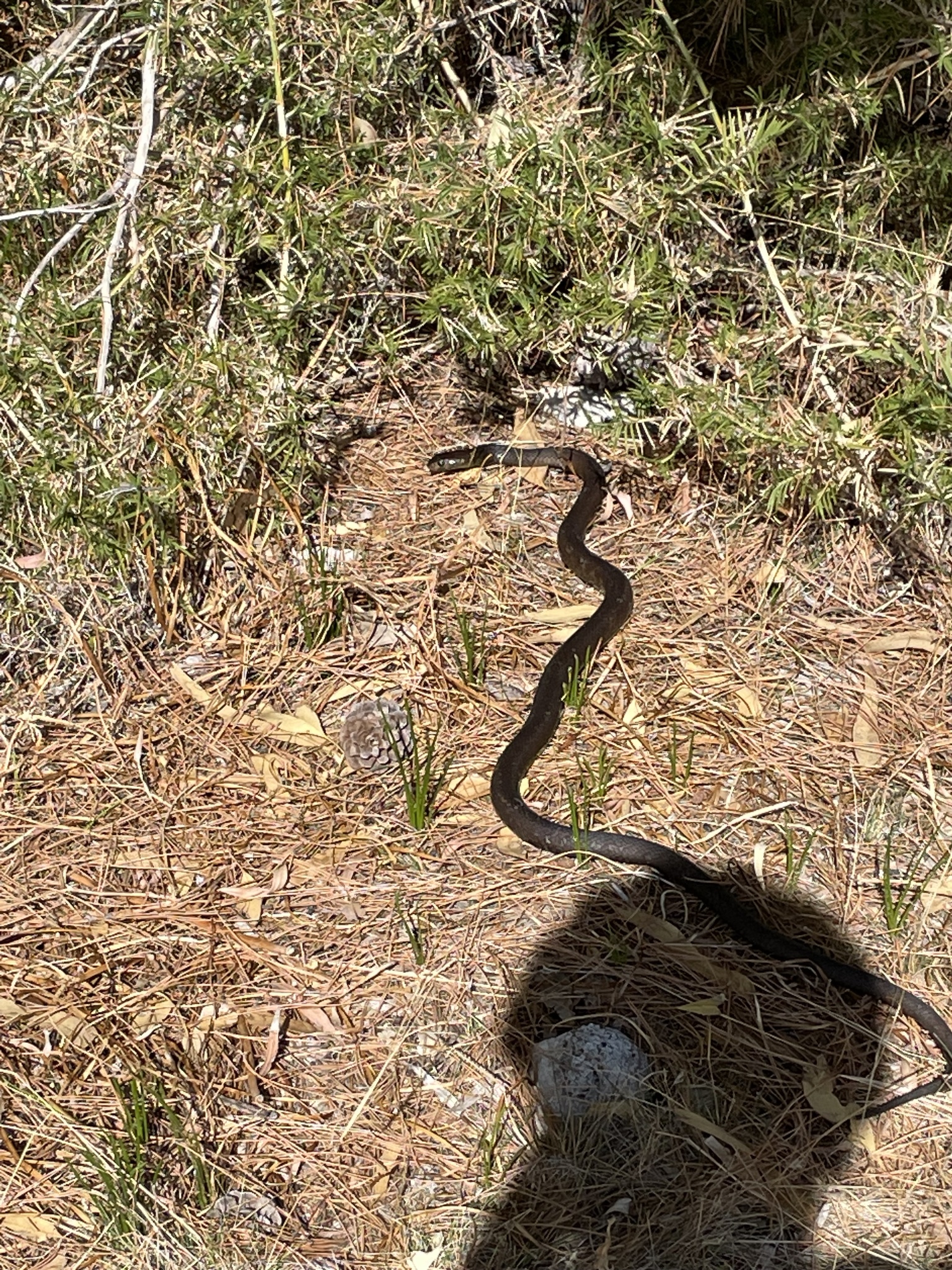Pseudonaja affinis exilis Storr, 1989