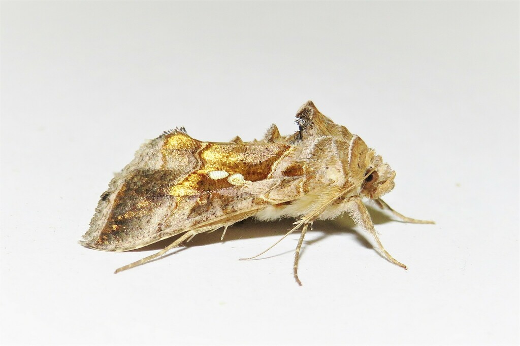 Green Garden Looper from Wallaga Lake NSW 2546, Australia on April 14 ...