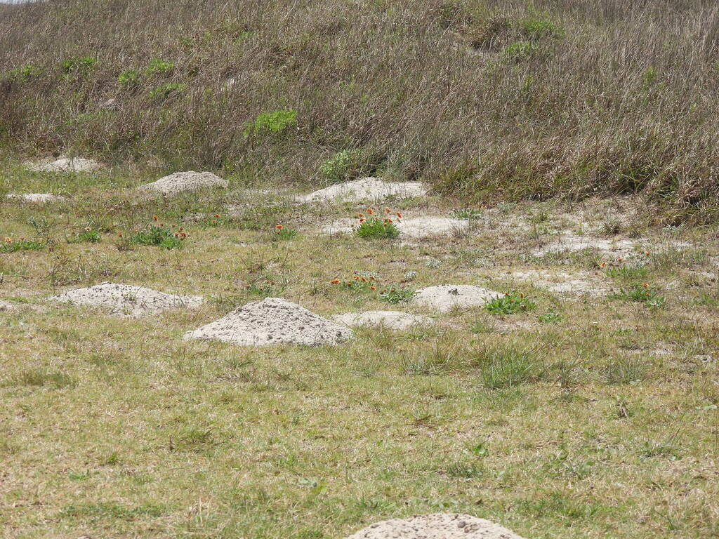 Eastern Pocket Gophers from Kleberg County, TX, USA on April 15, 2023 ...
