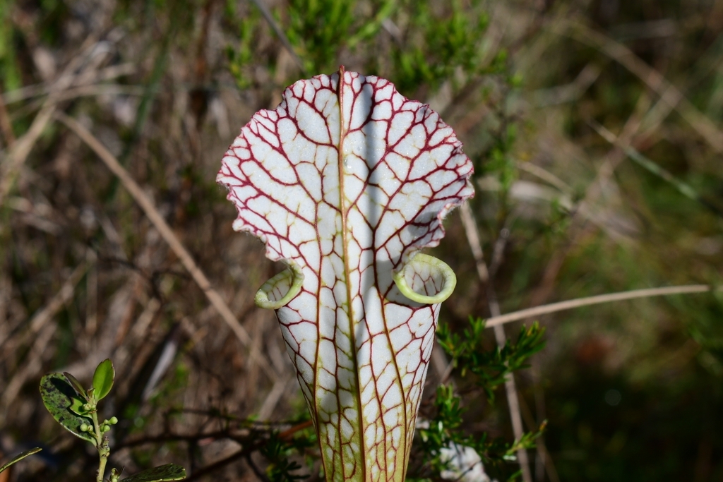 white pitcher plant in April 2023 by Joey Santore · iNaturalist