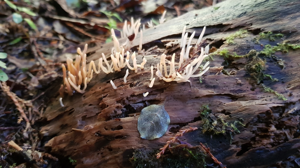 Calocera fusca from Fiordland, NZ-SO-SL, NZ-SO, NZ on April 14, 2023 at ...