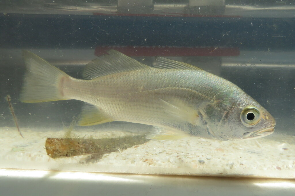 Silver Perch from Belleair, FL 33756, USA on April 15, 2023 at 01:16 PM ...
