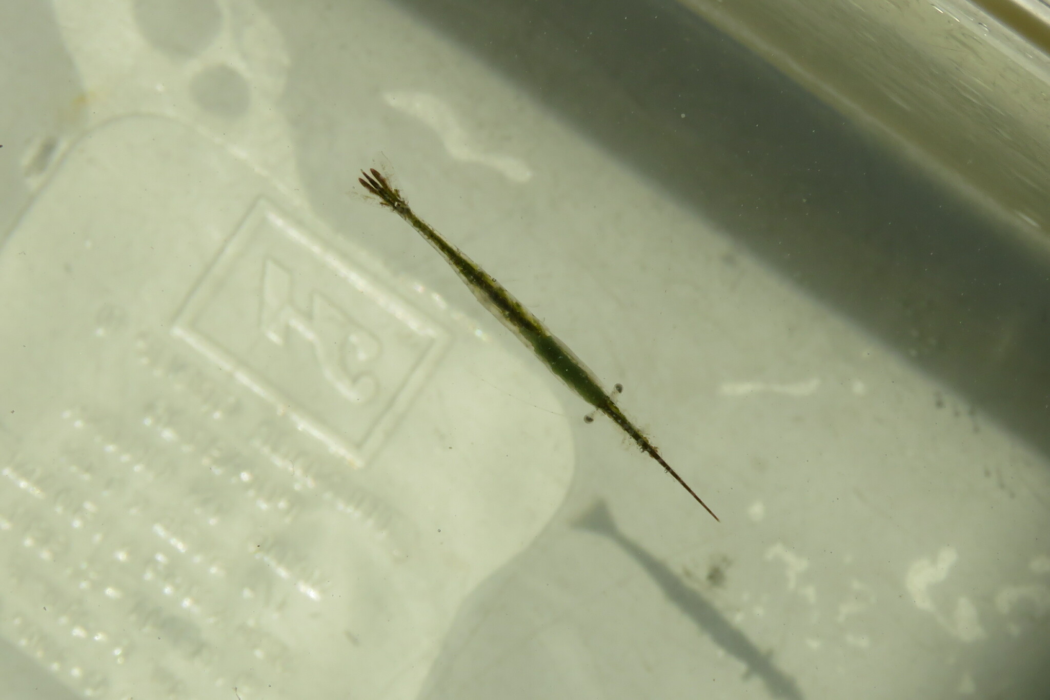 Tozeuma carolinense Kingsley, 1878