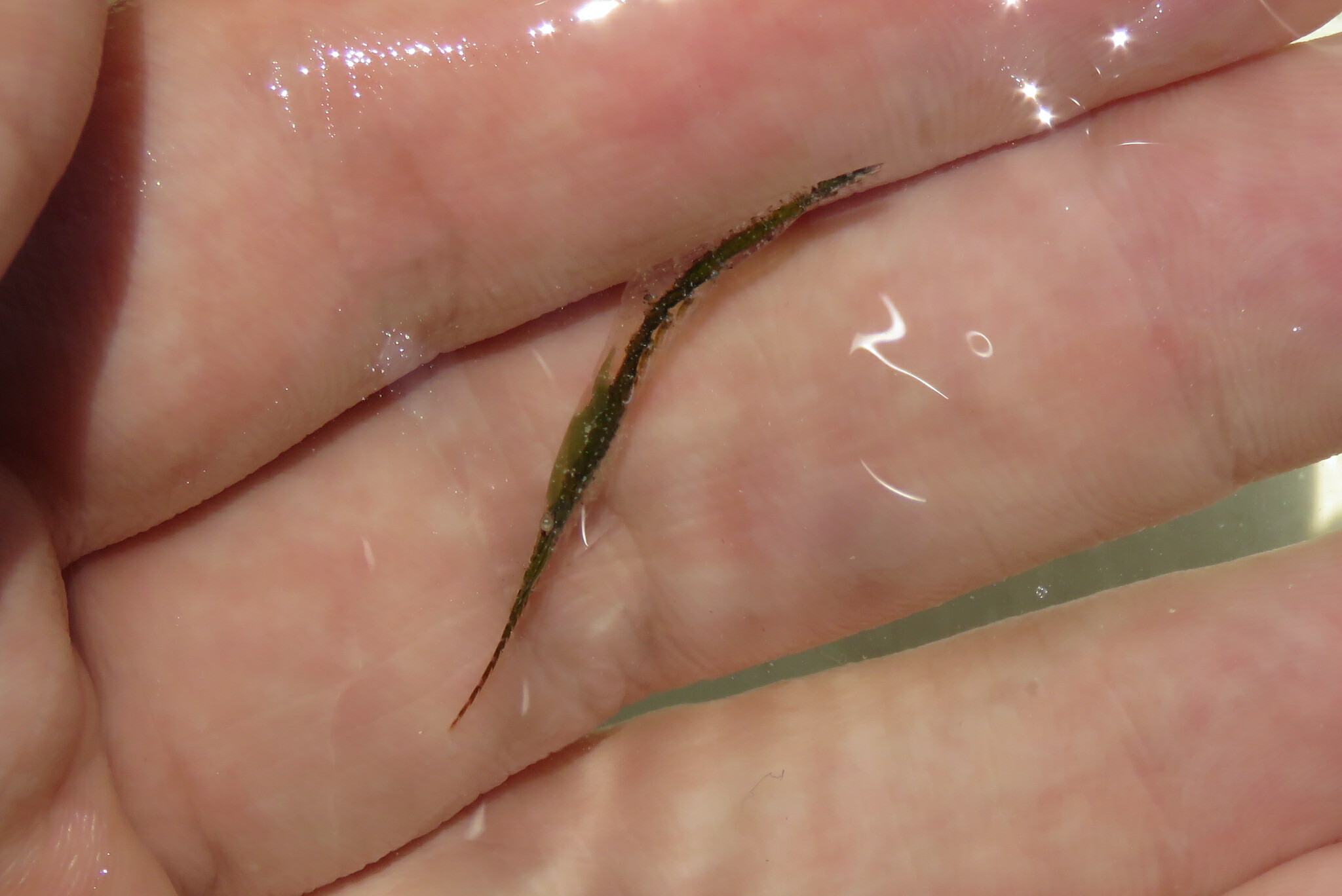 Tozeuma carolinense Kingsley, 1878