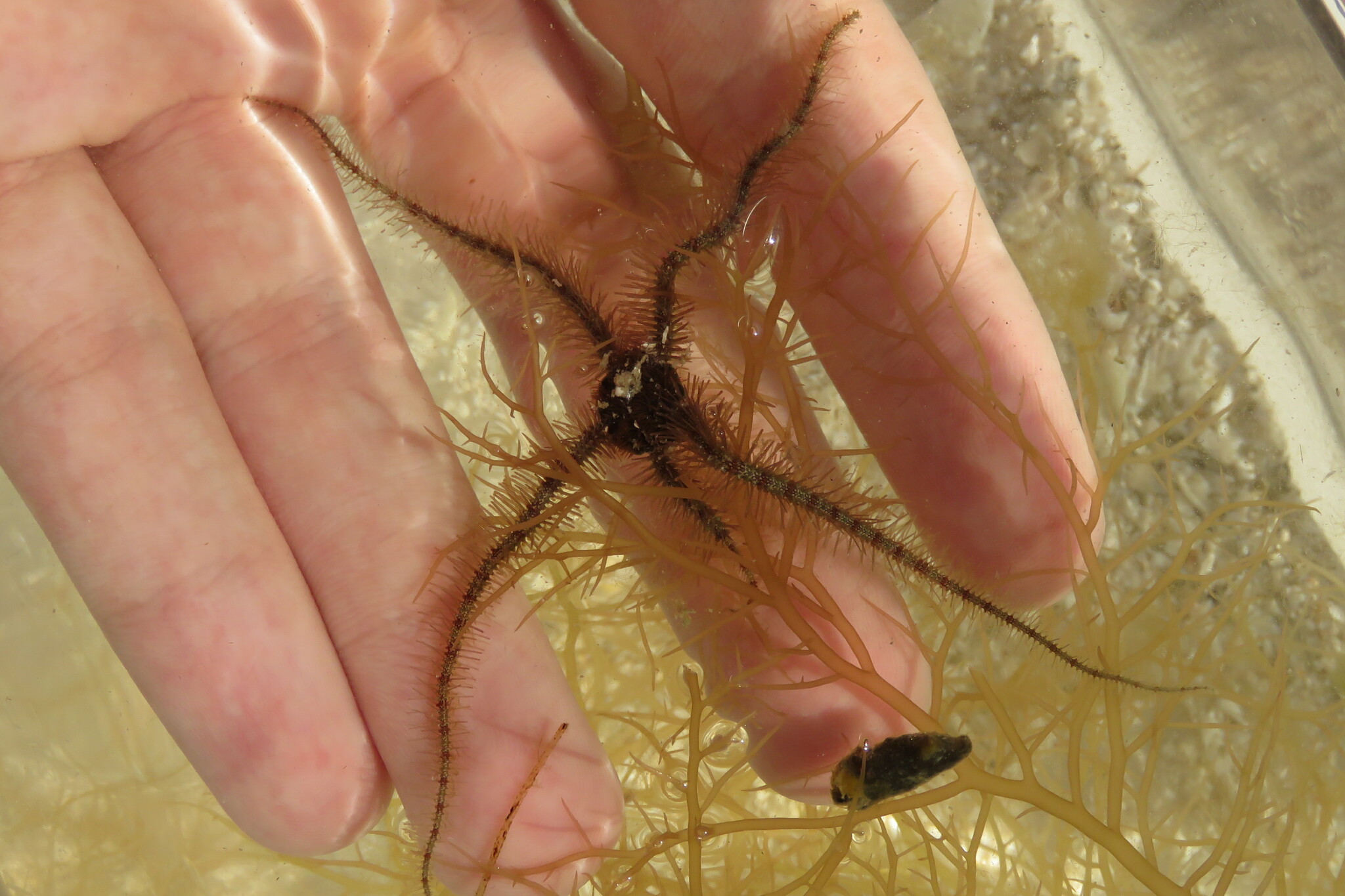 Ophiothrix angulata (Say, 1825)