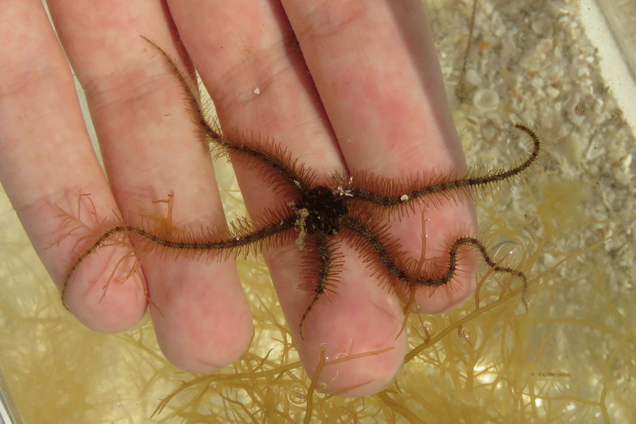 Ophiothrix angulata (Say, 1825)