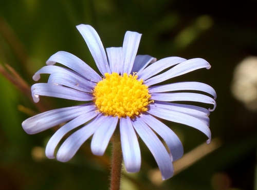 Subspecies Felicia amoena latifolia · iNaturalist