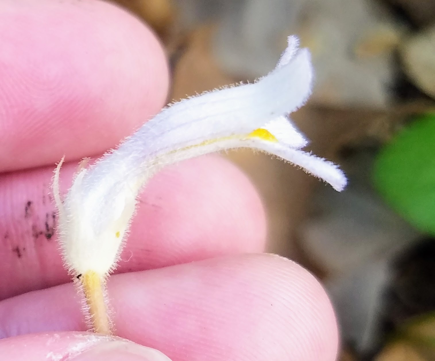 Aphyllon uniflorum (L.) Torr. & A.Gray