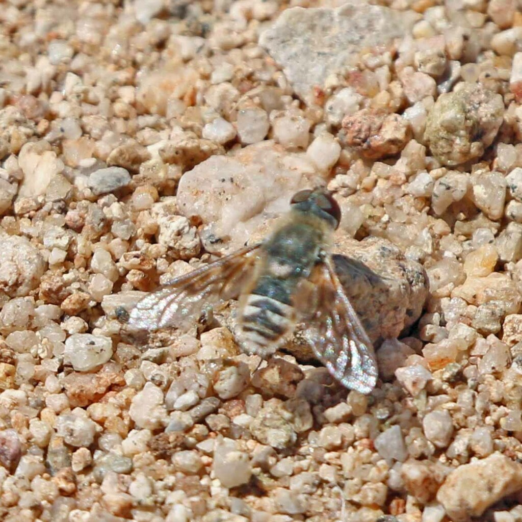 banded bee flies from Green Valley, AZ, USA on April 8, 2023 at 12:54 ...