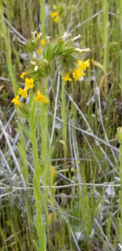 tarweed fiddleneck from The Dalles, OR, USA on April 15, 2023 at 02:40 ...