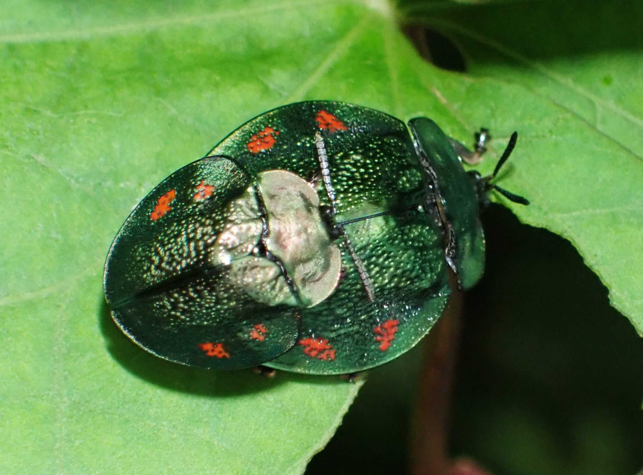 Stolas discoides (Linnaeus, 1758)