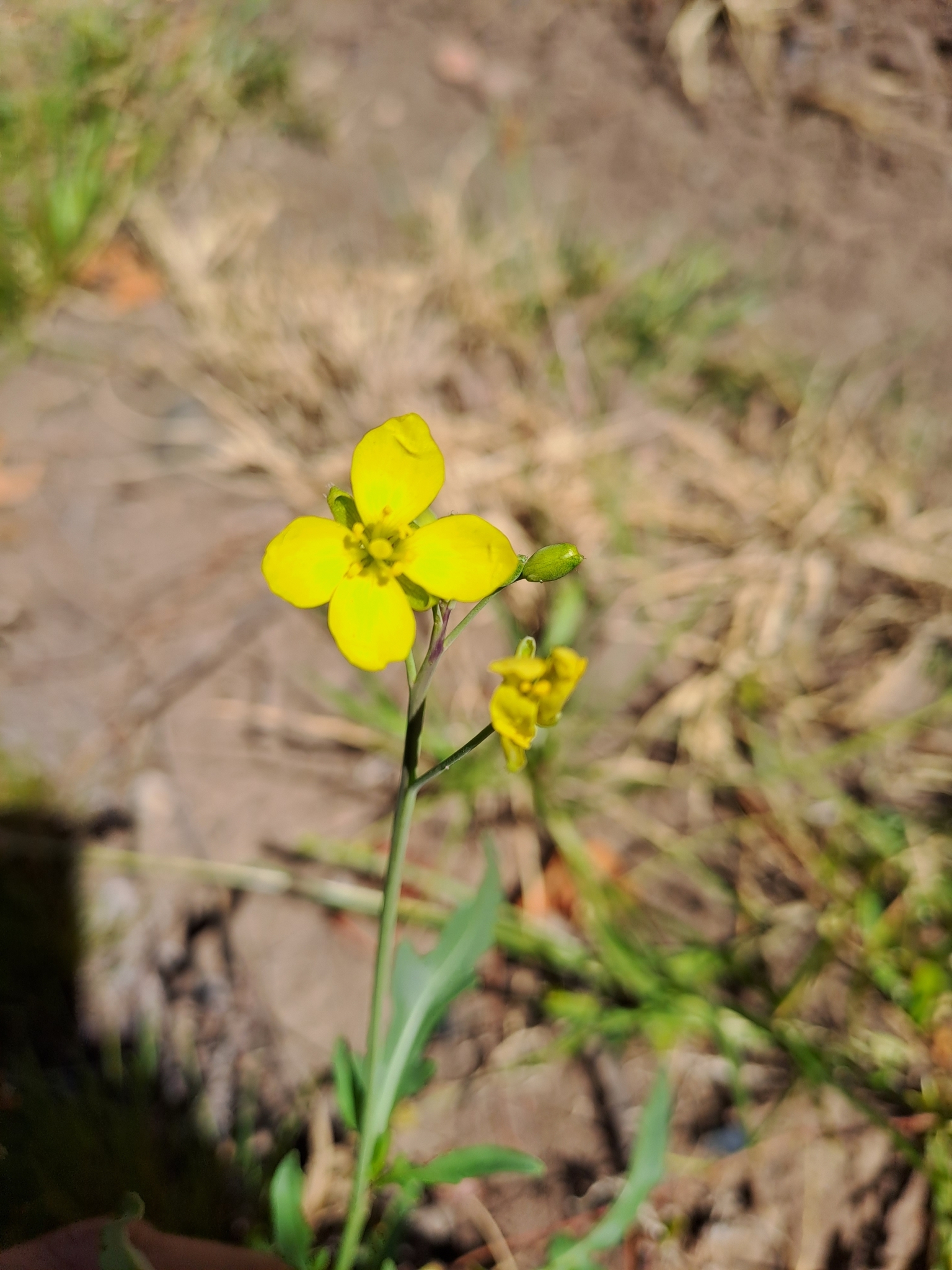 Diplotaxis tenuifolia (L.) DC.