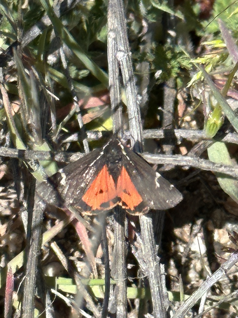 California Tiger Moth from San Bernardino National Forest, Phelan, CA ...