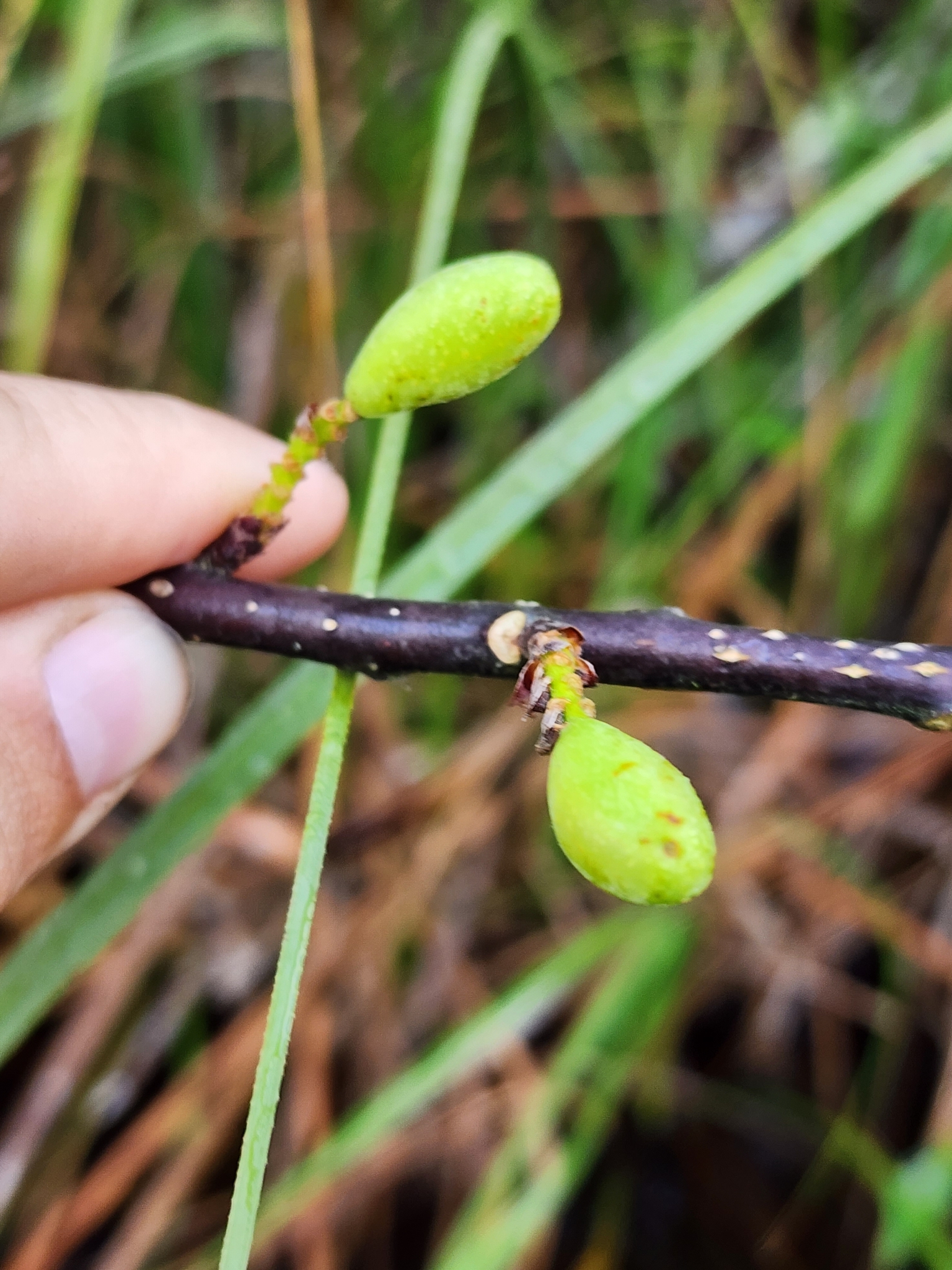 Leitneria floridana Chapm.