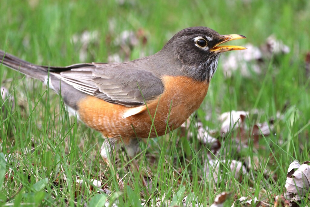 American Robin from St. Catharines, ON, Canada on April 15, 2023 at 09: ...