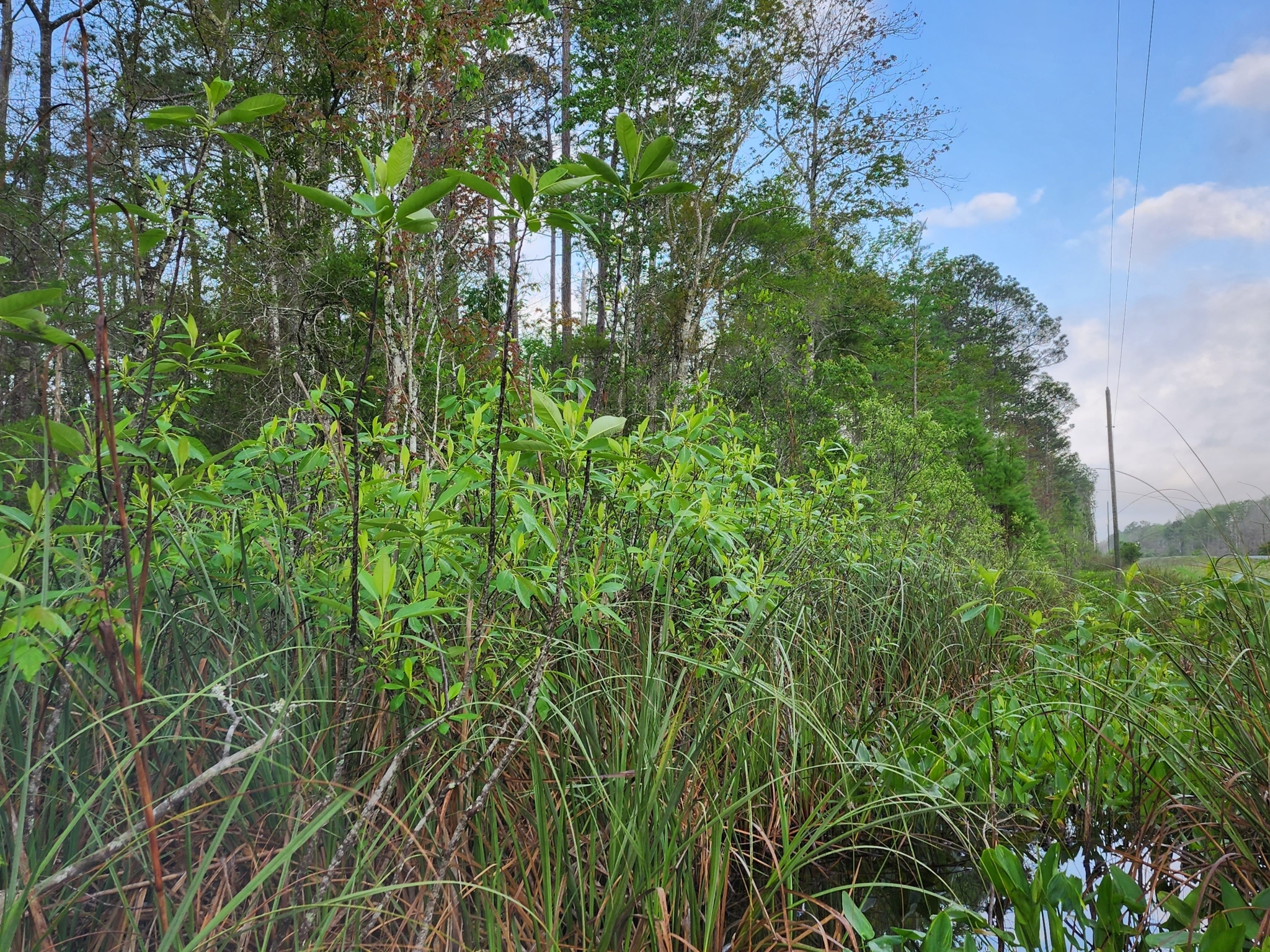 Leitneria floridana Chapm.