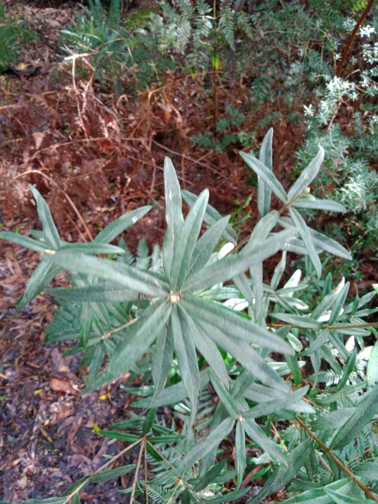 Banyalla from Apollo Bay VIC 3233, Australia on April 16, 2023 at 10:55 ...