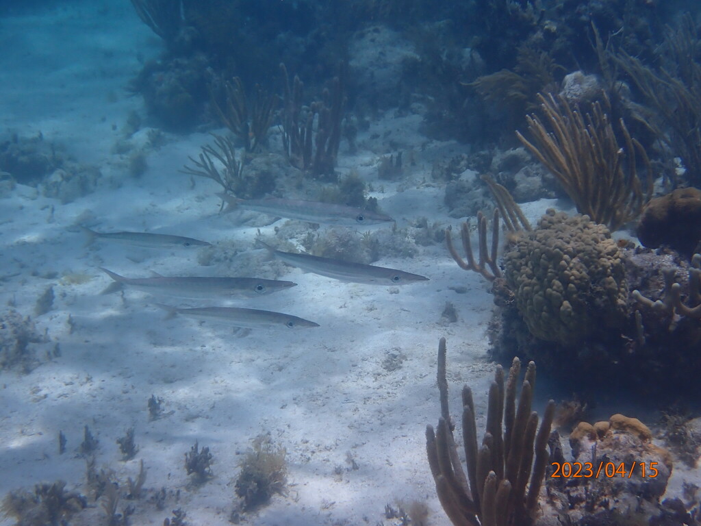Northern Sennet from East End, St John 00830, USVI on April 15, 2023 at ...