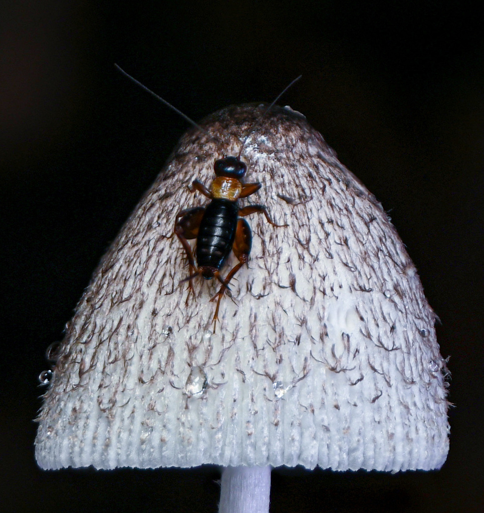 Leucocoprinus from Mera, Ecuador on April 03, 2023 at 07:55 PM by Alan ...
