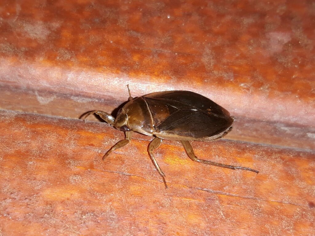 Diplonychus eques from Fitzroy - Pt B, Queensland, Australia on January ...