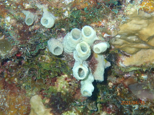 Demosponja (Dysidea janiae)