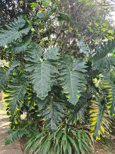 Thaumatophyllum undulatum · iNaturalist United Kingdom