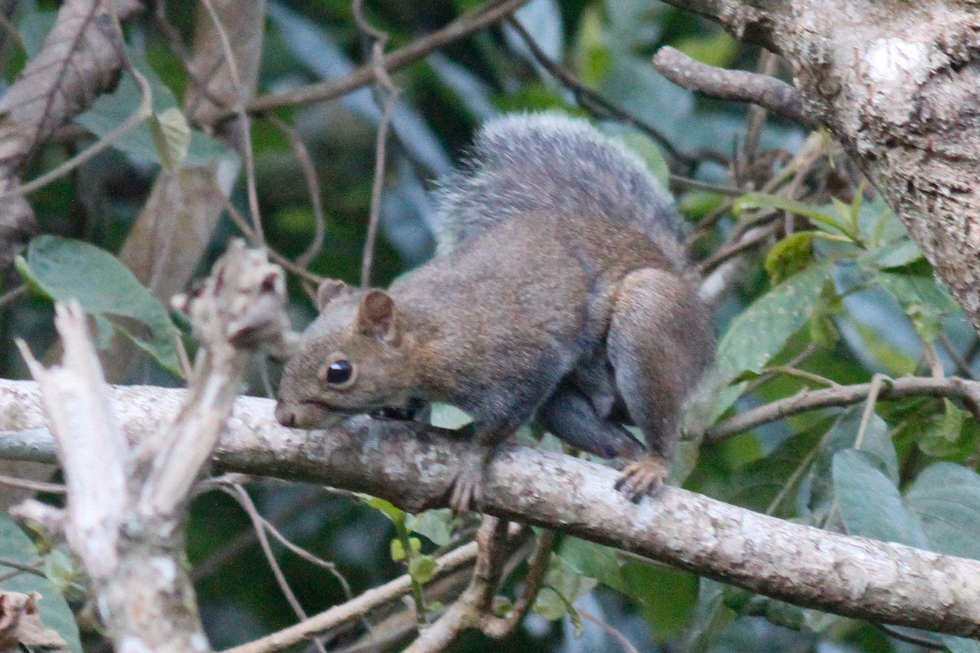 Sciurus deppei Peters, 1863