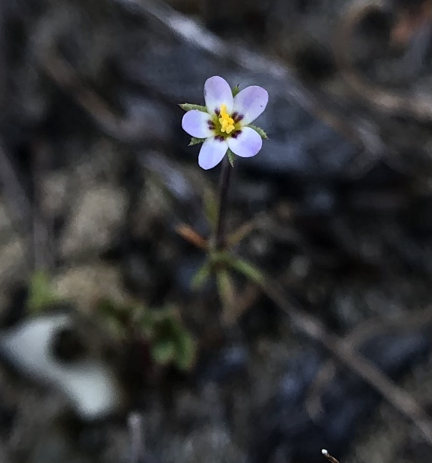 Leptosiphon pygmaeus continentalis from Las Trampas Regional Wilderness ...