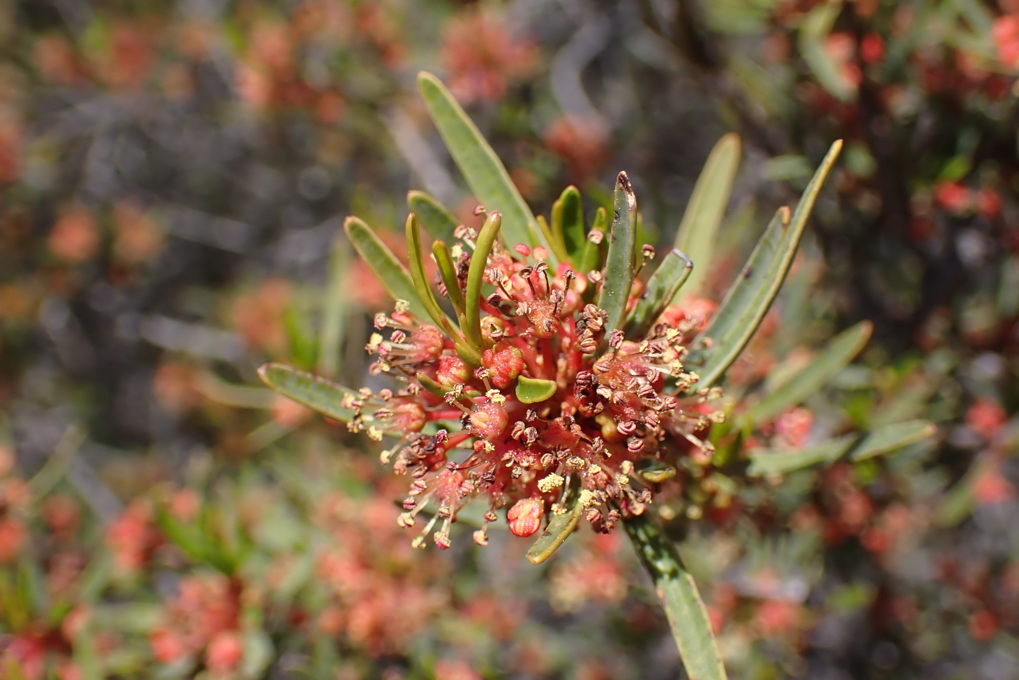 Tetracoccus dioicus Parry