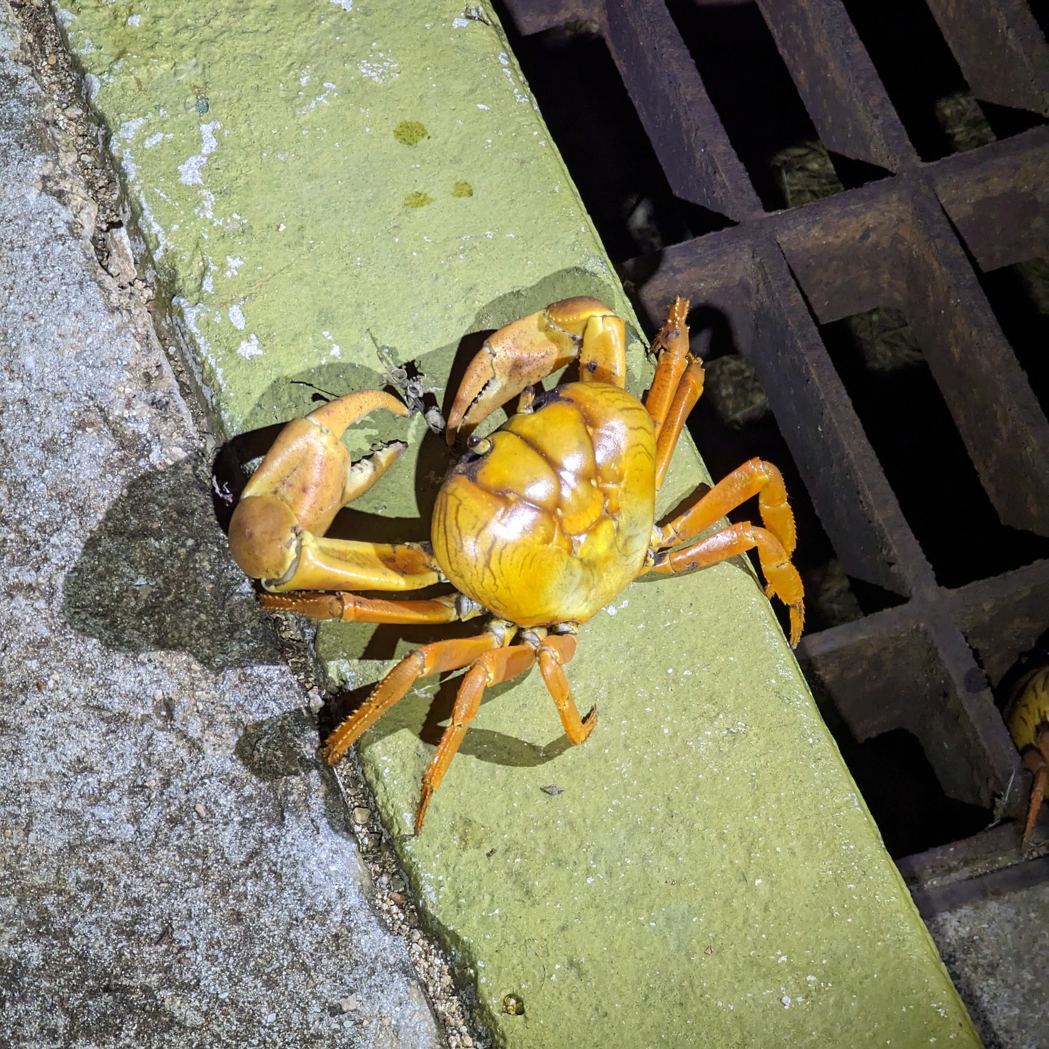 Gecarcinus ruricola (Linnaeus, 1758)
