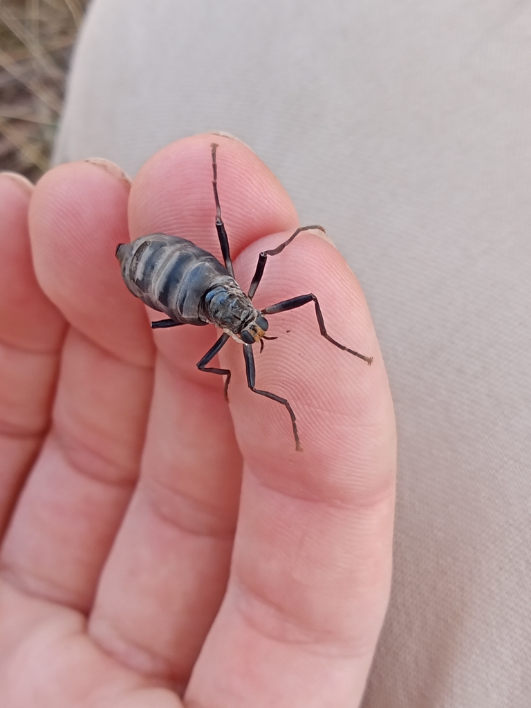Wingless Soldier Flies from Rendezvous Creek ACT 2620, Australia on ...