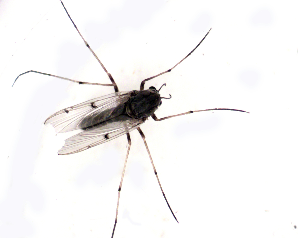 Procladius from Gordon VIC 3345, Australia on April 15, 2023 at 06:18 ...