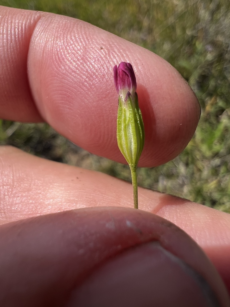 sleepy catchfly from Los Peñasquitos Canyon Preserve, San Diego, CA, US ...