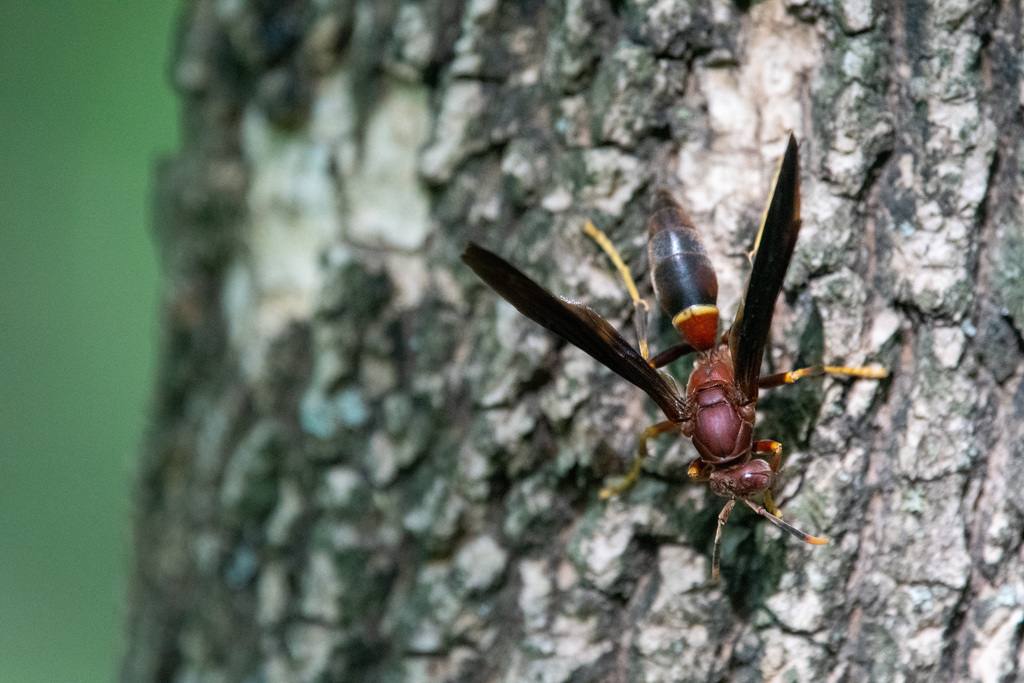 Ringed Paper Wasp from Lewisville, TX, USA on April 15, 2023 at 04:40 ...