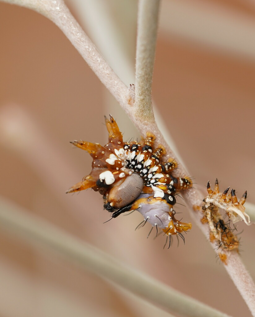 Banksia Moth from Carwarp VIC 3494, Australia on April 11, 2023 at 11: ...