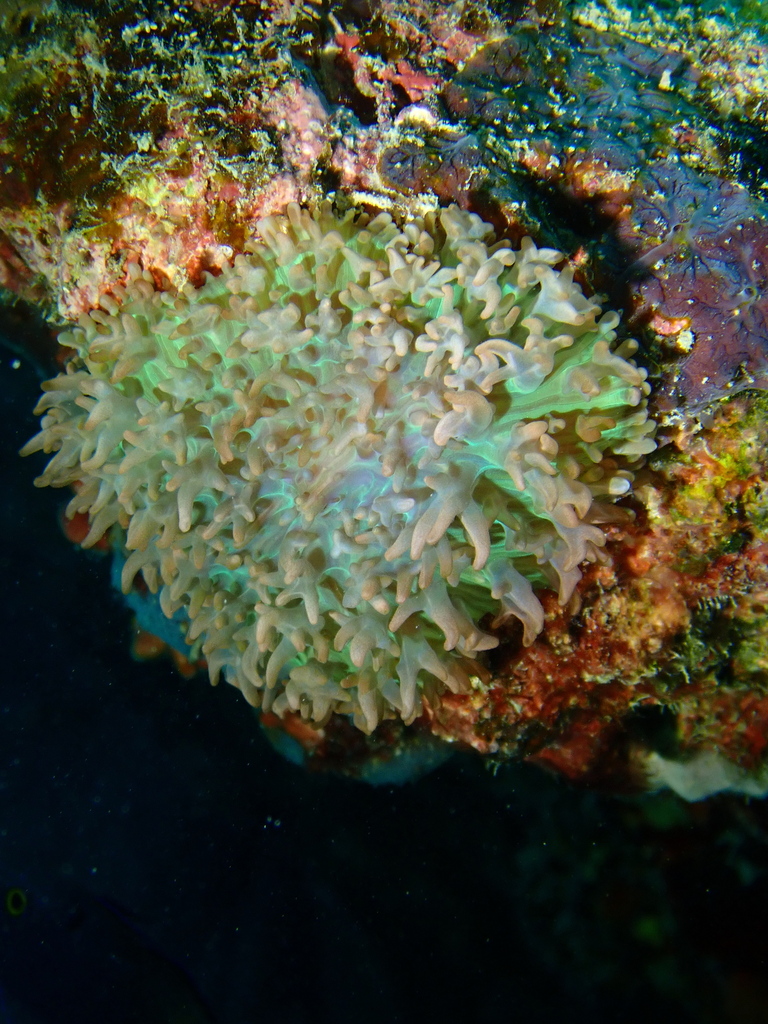 Rhodactis rhodostoma from Western Division, Fiji on March 27, 2023 at ...