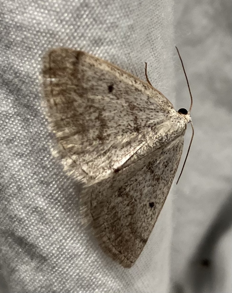 Gray Spring Moth from Penn Ave Apalachin, NY on April 15, 2023 at 10:08 ...