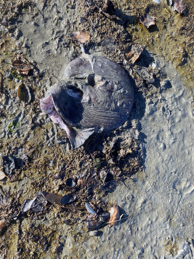 Pacific Electric Ray in April 2023 by oceanicadventures. Never seen ...