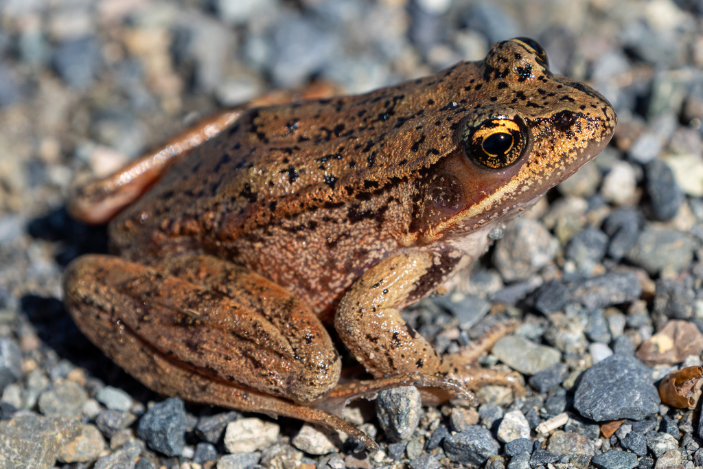 Northern Red-legged Frog from Thurston County, WA, USA on April 12 ...