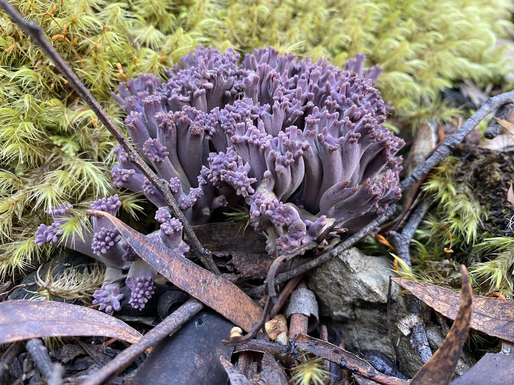 mushrooms, bracket fungi, puffballs, and allies from Russell Falls ...